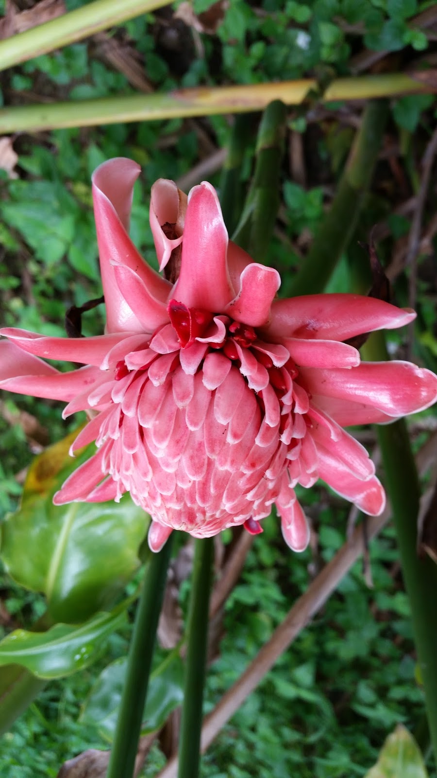 Warisan Petani: Tanaman Pokok Kantan.