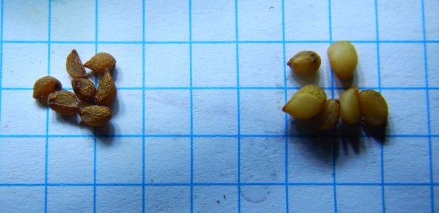 Columbia Coast Natural History: June 2016