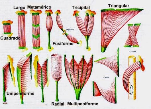 Tu Sistema Muscular : Anatomía muscular