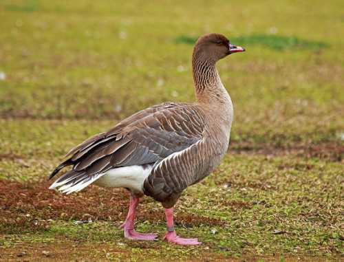 Pink-footed goose | American birds | Birds of India | Bird World