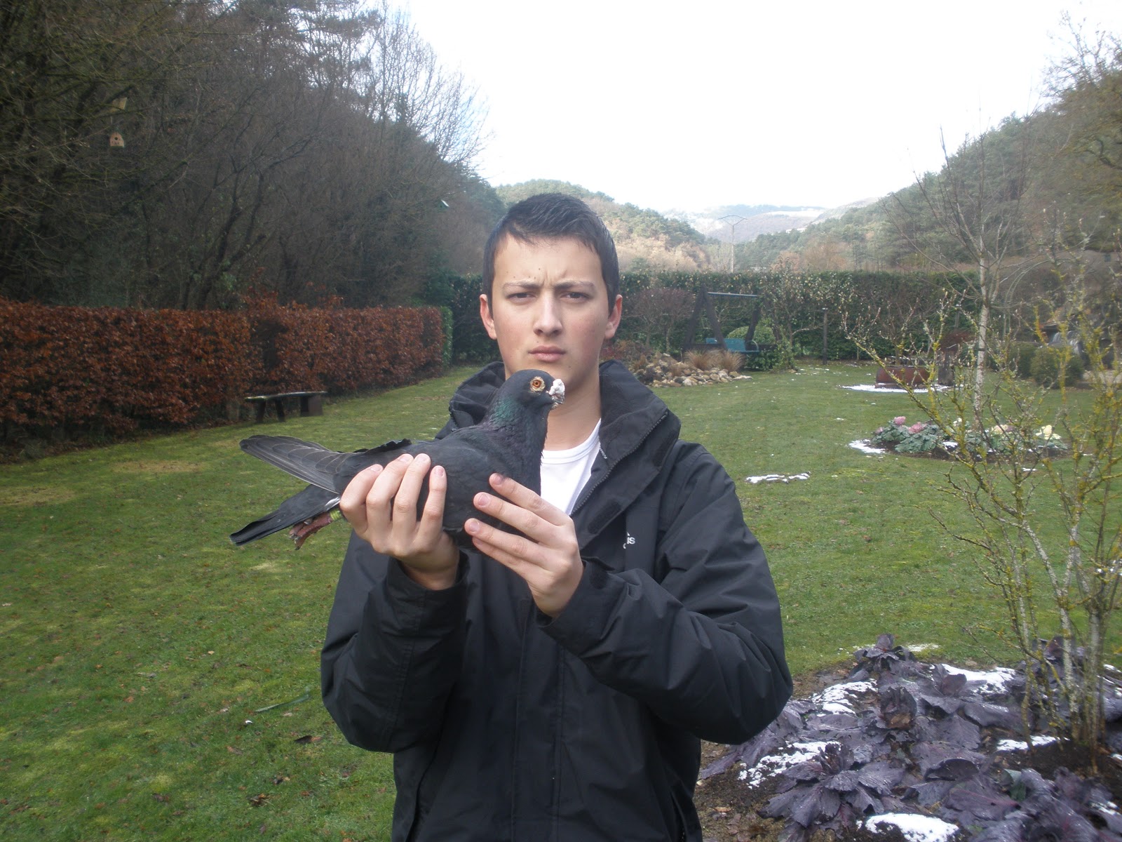 Palomos de Pedro Jota (Palomar los Pericos): Artículos