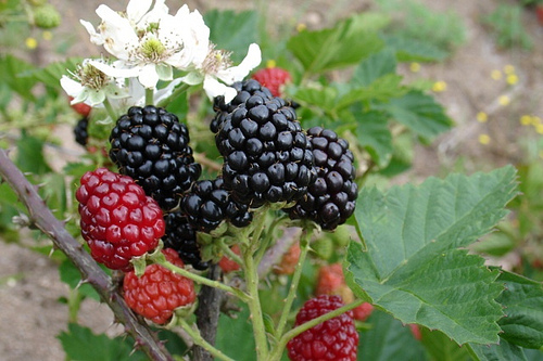 Estágio no Sítio dos Herdeiros: Amora-Preta: nova opção para a ...