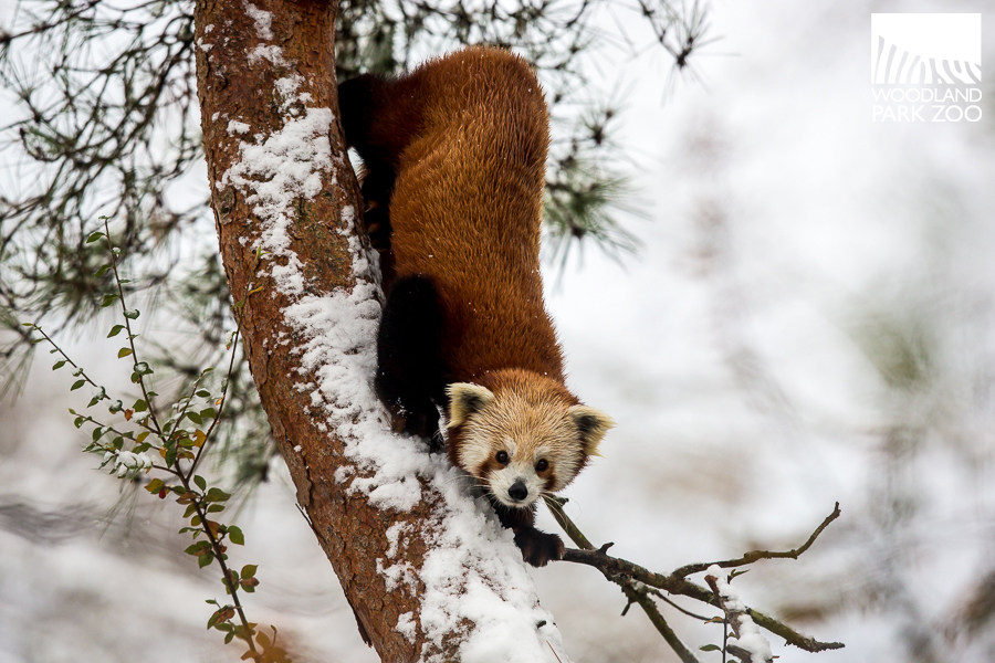 Animals explore a winter wonderland: first snowfall of the season delights