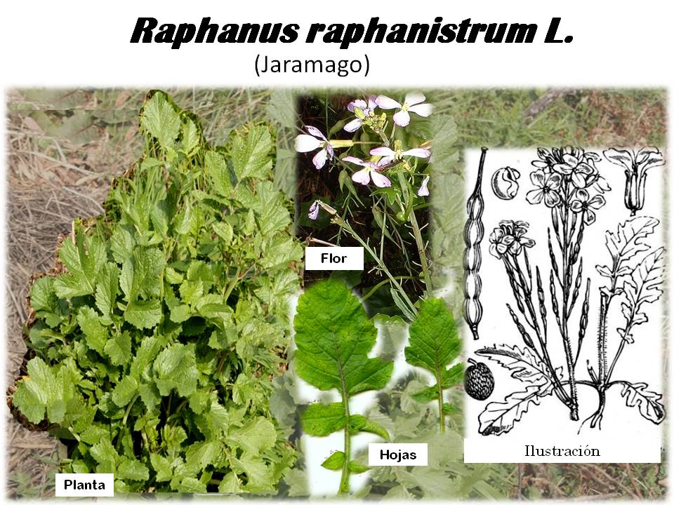 Agricultura competitiva e innovación: Conoce el Jaramago