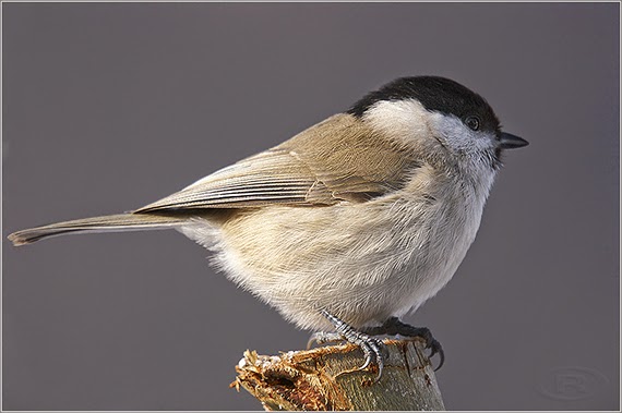 Vtáky Slovenska: Sýkorka hôrna - Parus palustris