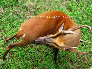 A Strange-Looking Deer