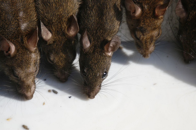 The Holy Rats of Karni Mata | The Ark In Space