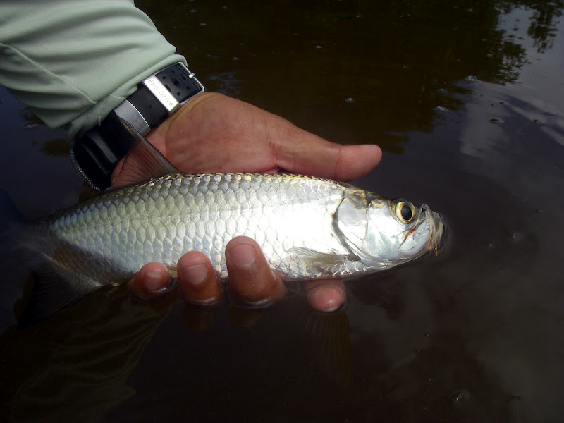 Fly Paper: Juvenile Tarpon in Los Roques
