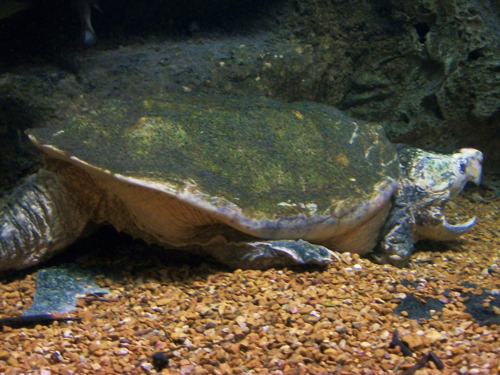 Best of the Bulletin Board: Alligator Snapper