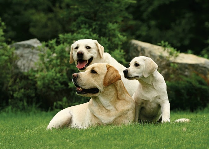 Labrador Championship Show 2018 - May 12-13 | Australian Dog Lover