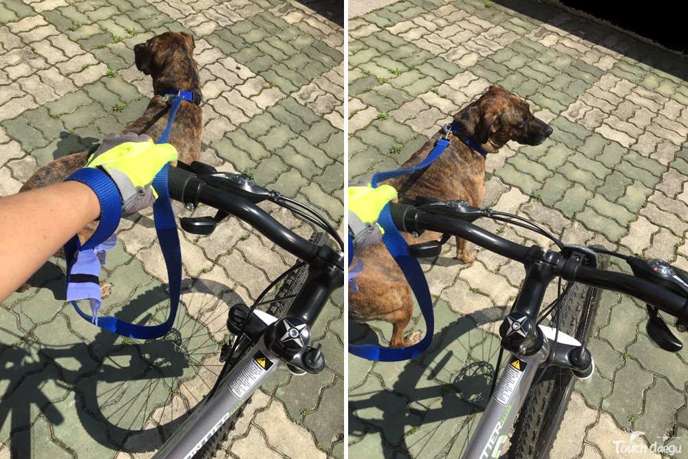 Raising a Dog in Korea | Big Dog's Adventure in Daegu | Festival Korea