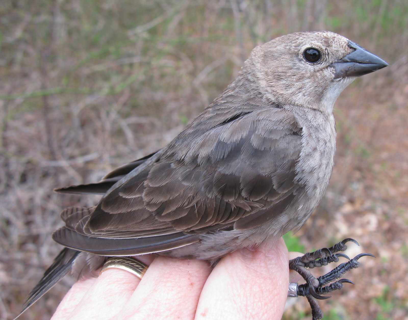 Cape Cod Bander: Slow start