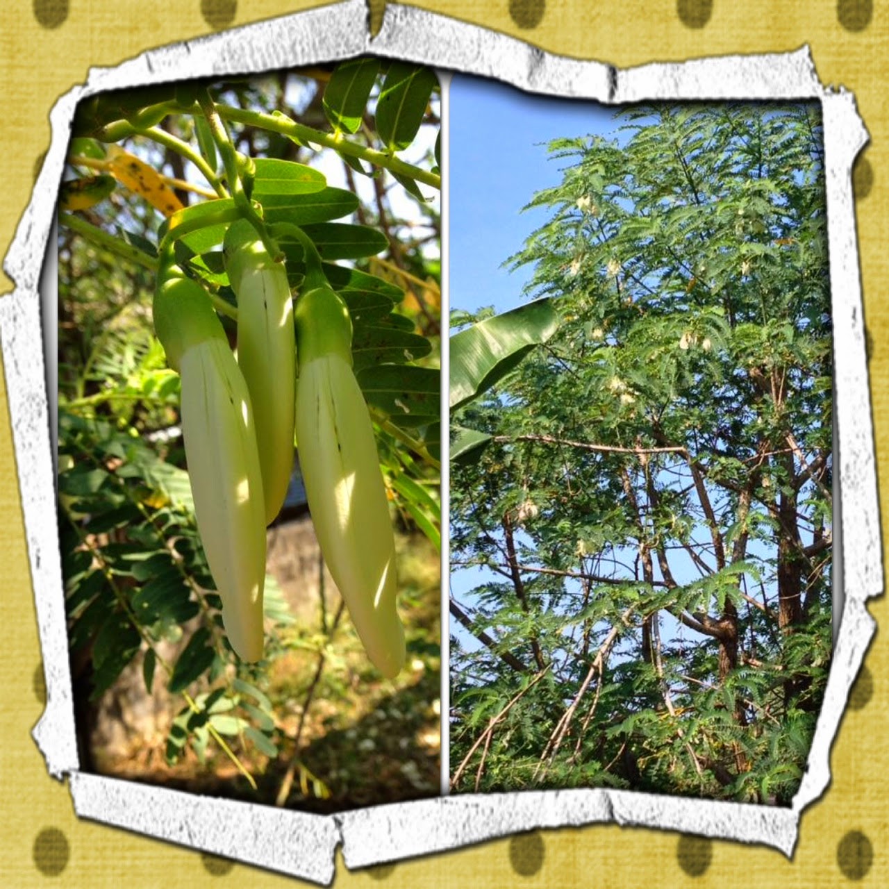 Chef Rafi Cooks The World: Tokwakbet * Delicious Ilocano Heresy