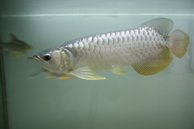ORNA@AROWANA: Super High Back Golden Arowana for sale