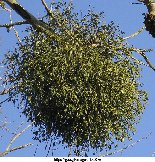 Heroes, Heroines, and History: HISTORY OF MISTLETOE