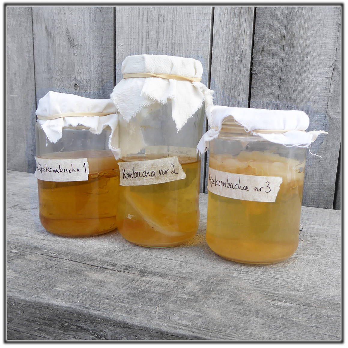 Gör egen kombucha! Scoby svamp till salu, skickas med vanlig post på 1 ...