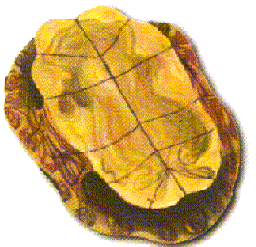 Ma saa laa ch'ool: Instrumentos Autoctonos