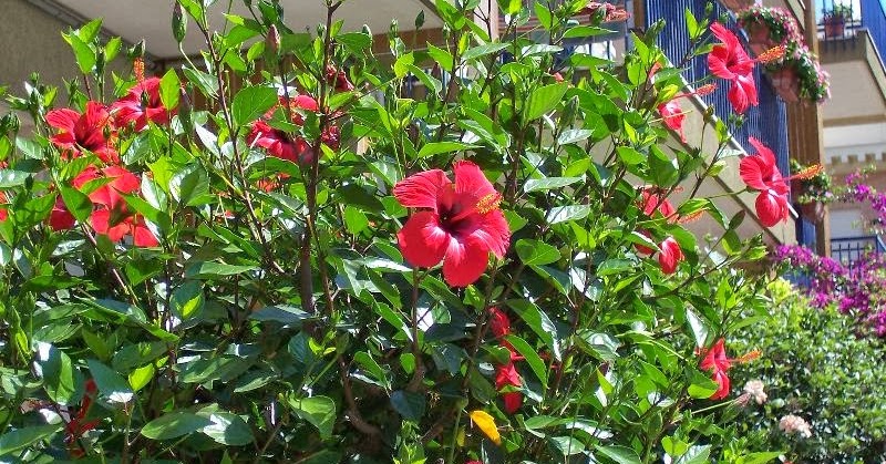 HIBISCUS ROSA-SINENSIS |The Garden of Eaden
