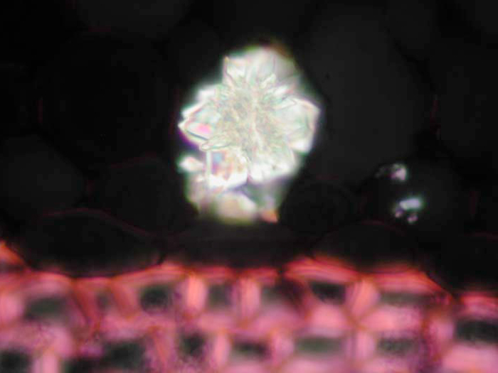 Seputarpertanian: Benda ergastik