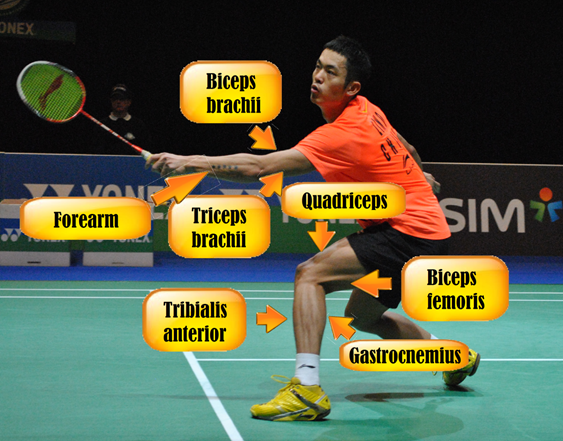 The Badminton's Corner : MUSCLES USED IN BADMINTON