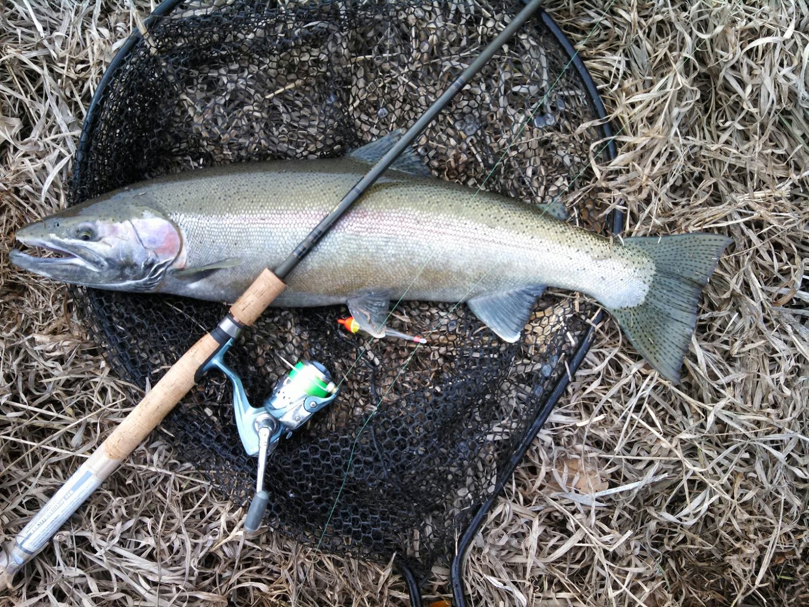 Wisconsin Fishing Reports: Great Spring for Steelhead