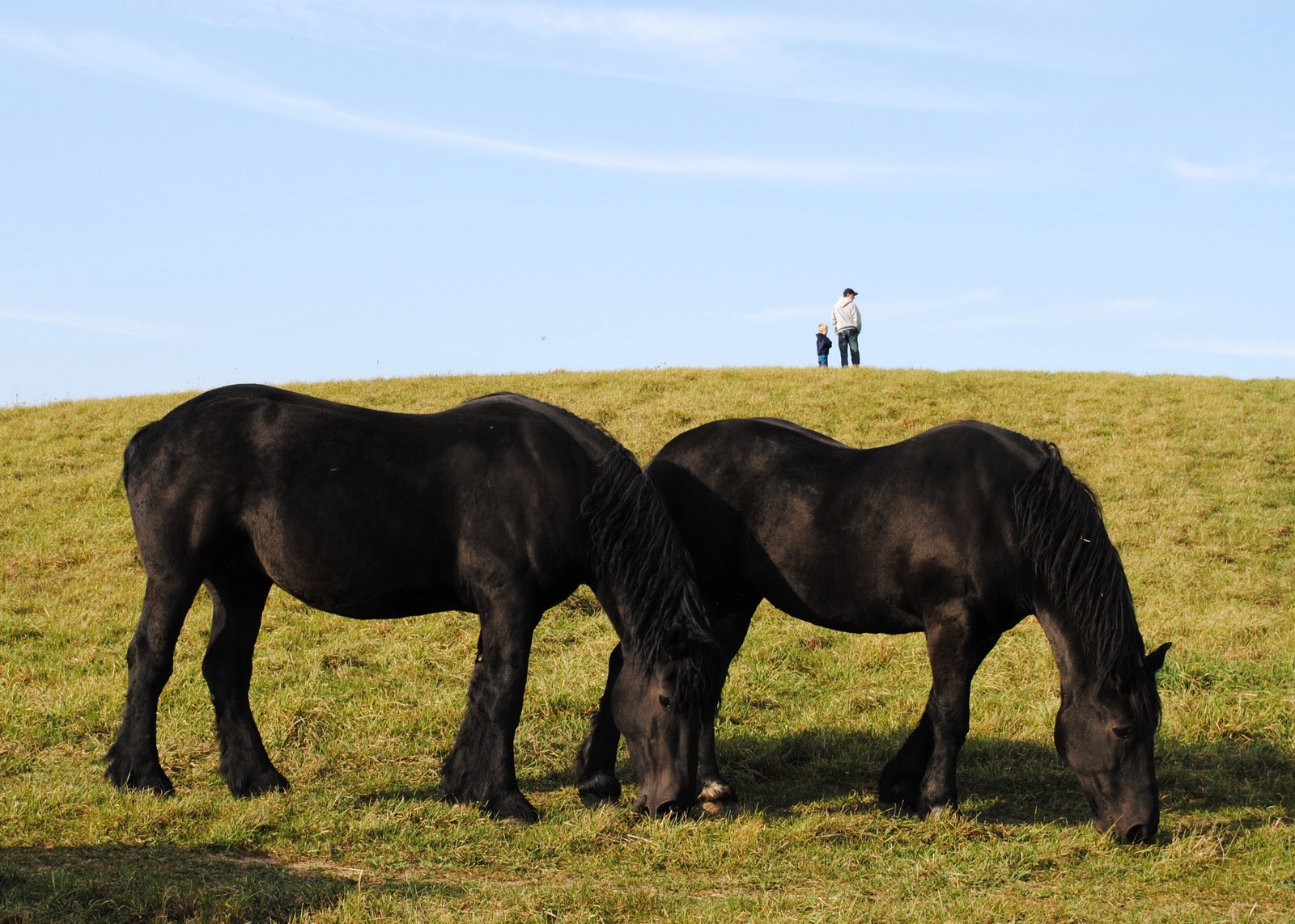 A Wrinkle In Time: Stoney Creek Farm Percheron Draft Horses﻿