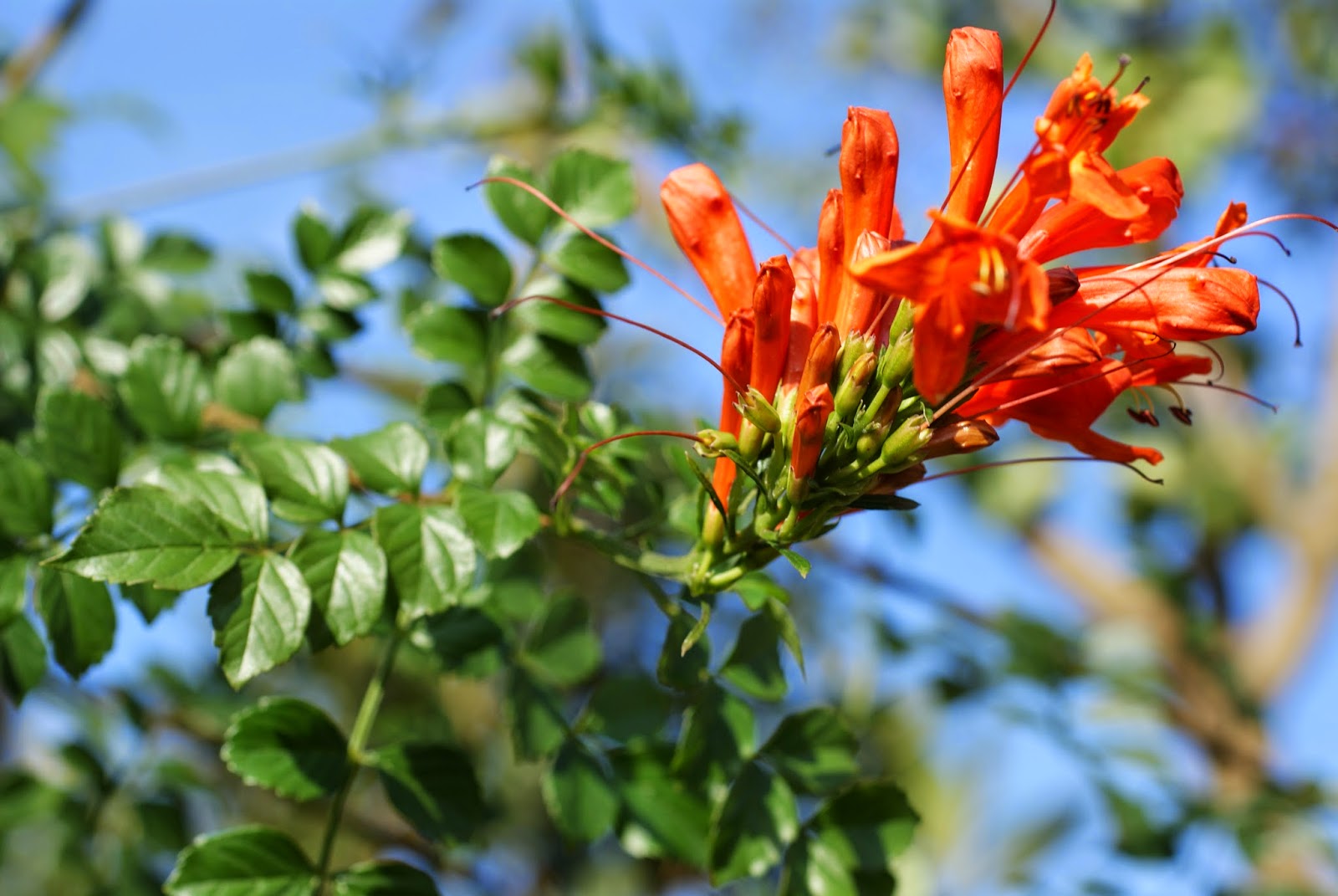 HORTA À PORTA: TECOMA CAPENSIS (TECOMÁRIA, CAMARÃO, CAPE HONEY SUCKLE ...