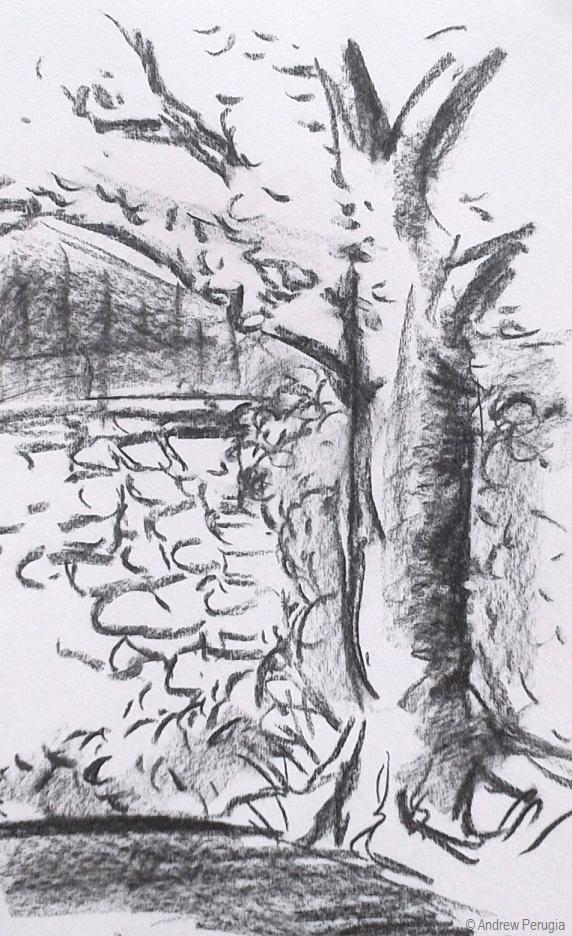 Andrew Perugia Artworks: Drawings: OCA Part 3: Drawing Trees I ...