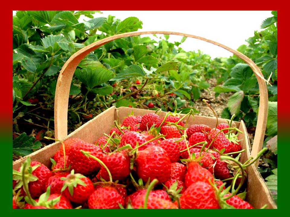 CONSERVAR FRESAS O FRESON ~ VIDA SANA, TRUCOS Y CONSEJOS