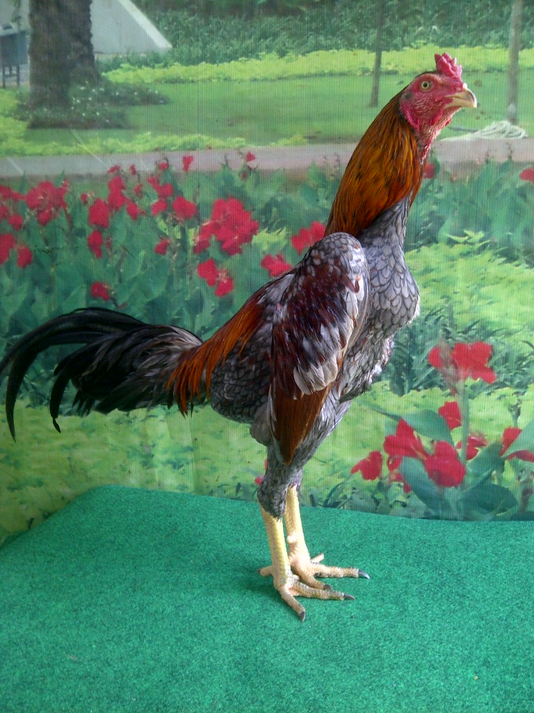 Macam macam Warna Bulu Ayam Aduan Jawara | JUAL AYAM BANGKOK MURAH DAN ...