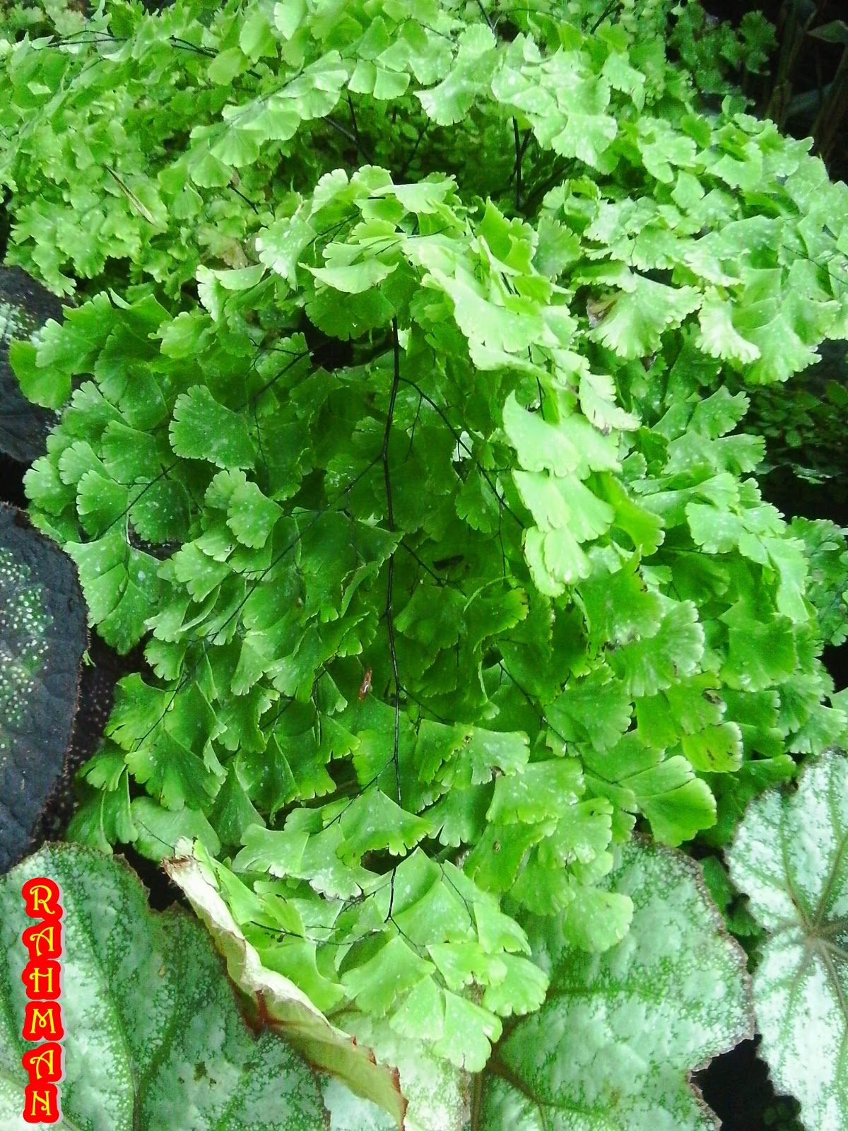 Jual Tanaman Hias: Suplir