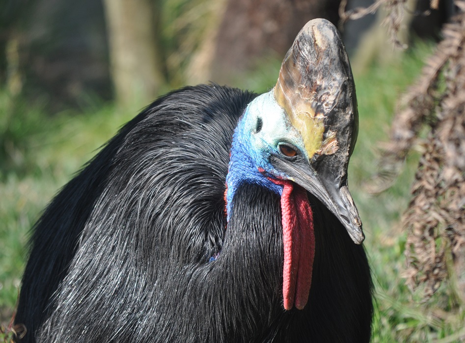 ZOOTOGRAFIANDO (6.100 ANIMALS): CASUARIO COMÚN / SOUTHERN CASSOWARY ...