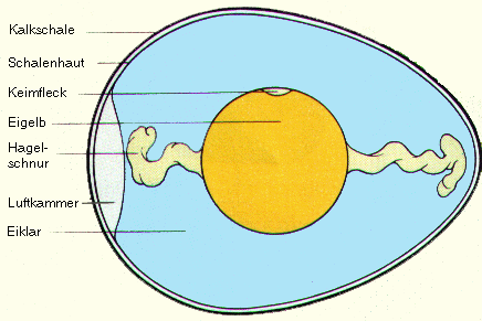 Sana Wicket: ESI - Egg Scene Investigation