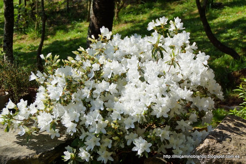Mi Camino Blanco: Azalea blanca
