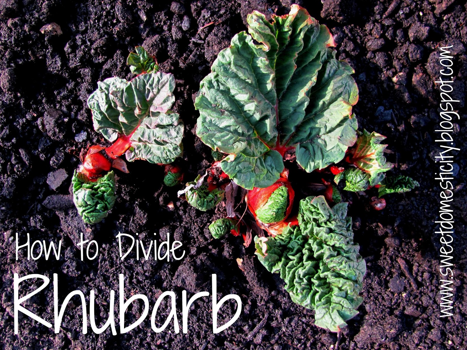 Sweet Domesticity How To Divide Rhubarb sweet-domesticity-how-to-divide-rhubarb