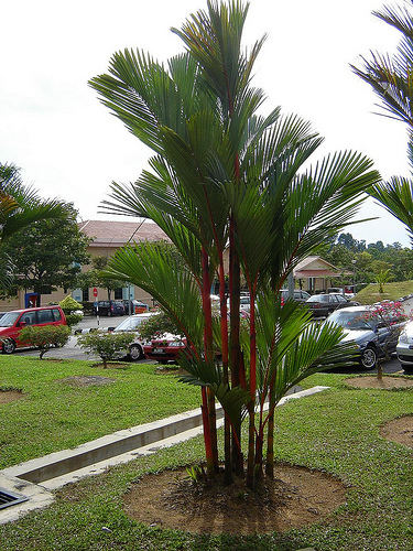 jenis pokok palma merah hiasan - JamyataroBridges