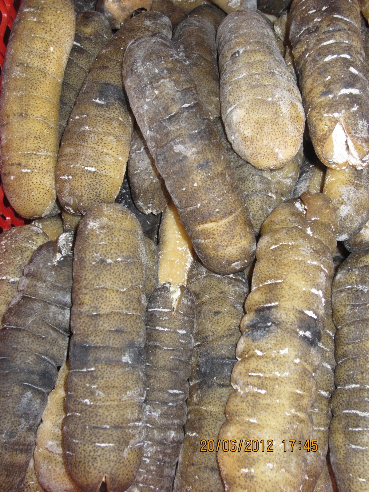 Creating Wonder - the Petrosains Blog: Keunikan Gamat di Laut Sabah