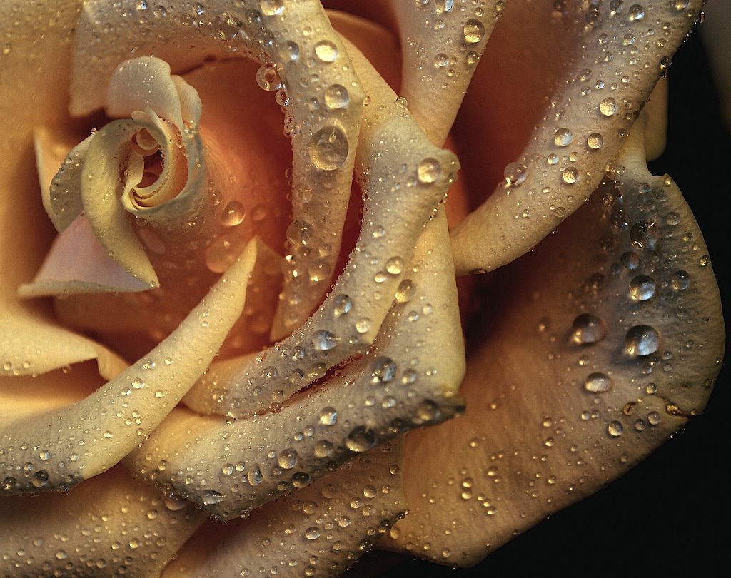 SIMBOLOGÍAS: Notas para una Simbología de la Rosa