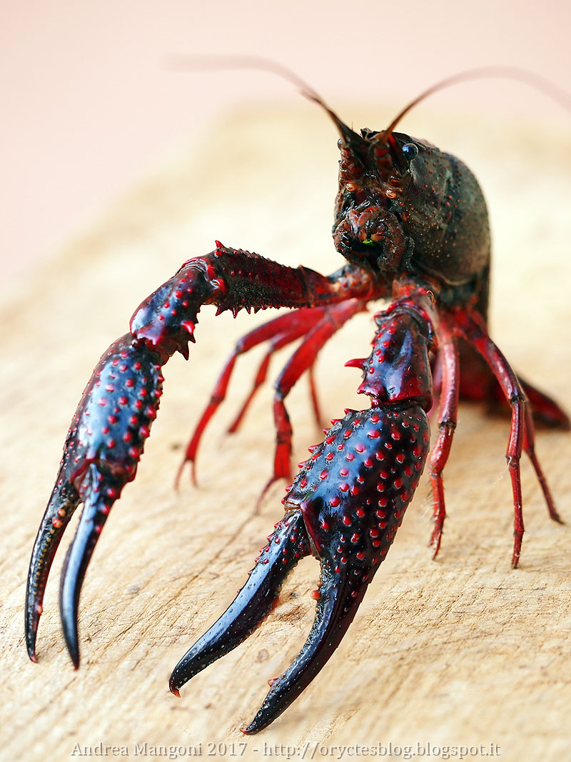 Procambarus clarkii, il gambero della Louisiana - Una tremenda minaccia ...