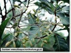 lululalala: CINCHONAE CORTEX (kulit kina)