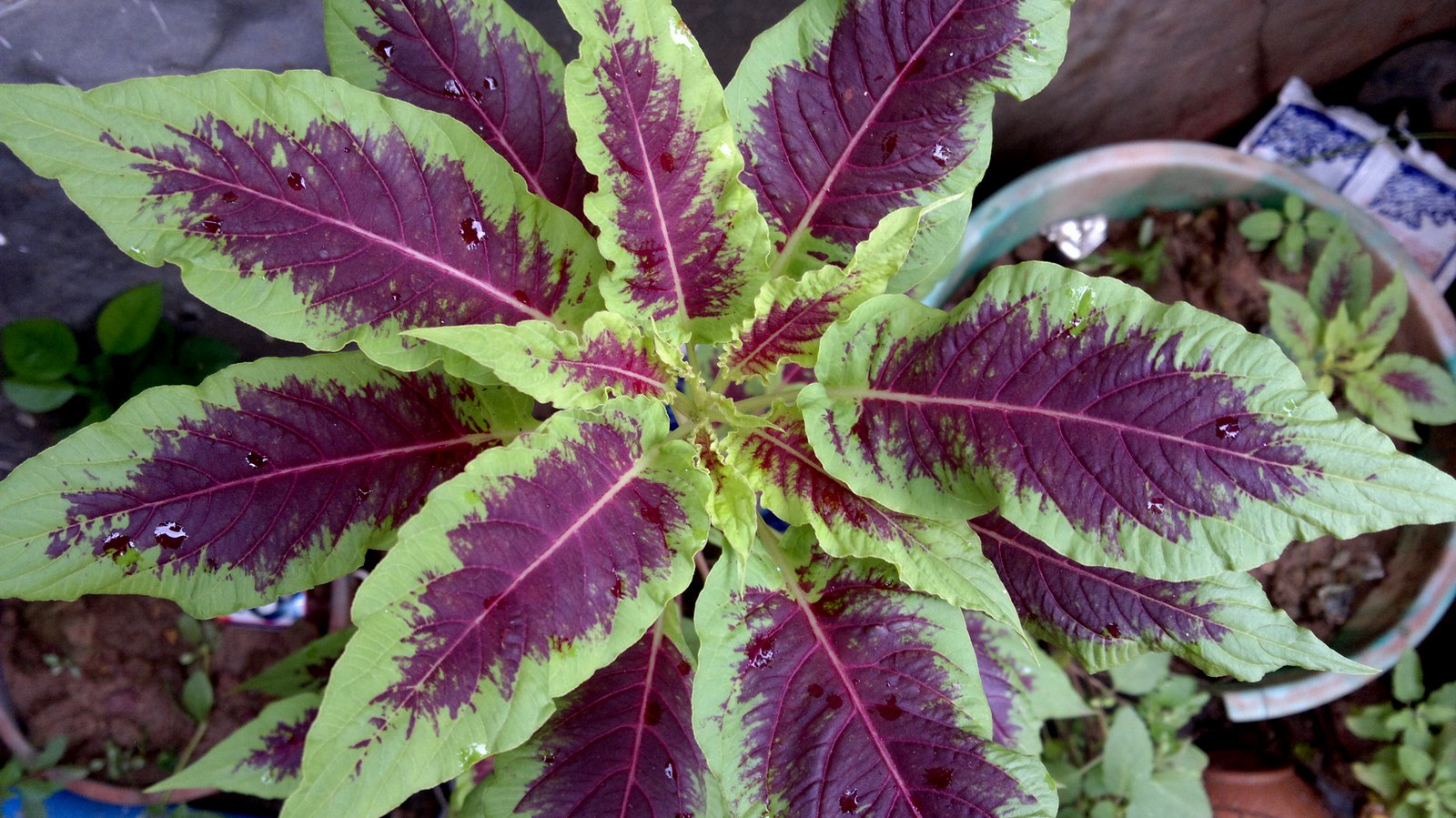 My Pictures Blog: Patabahar