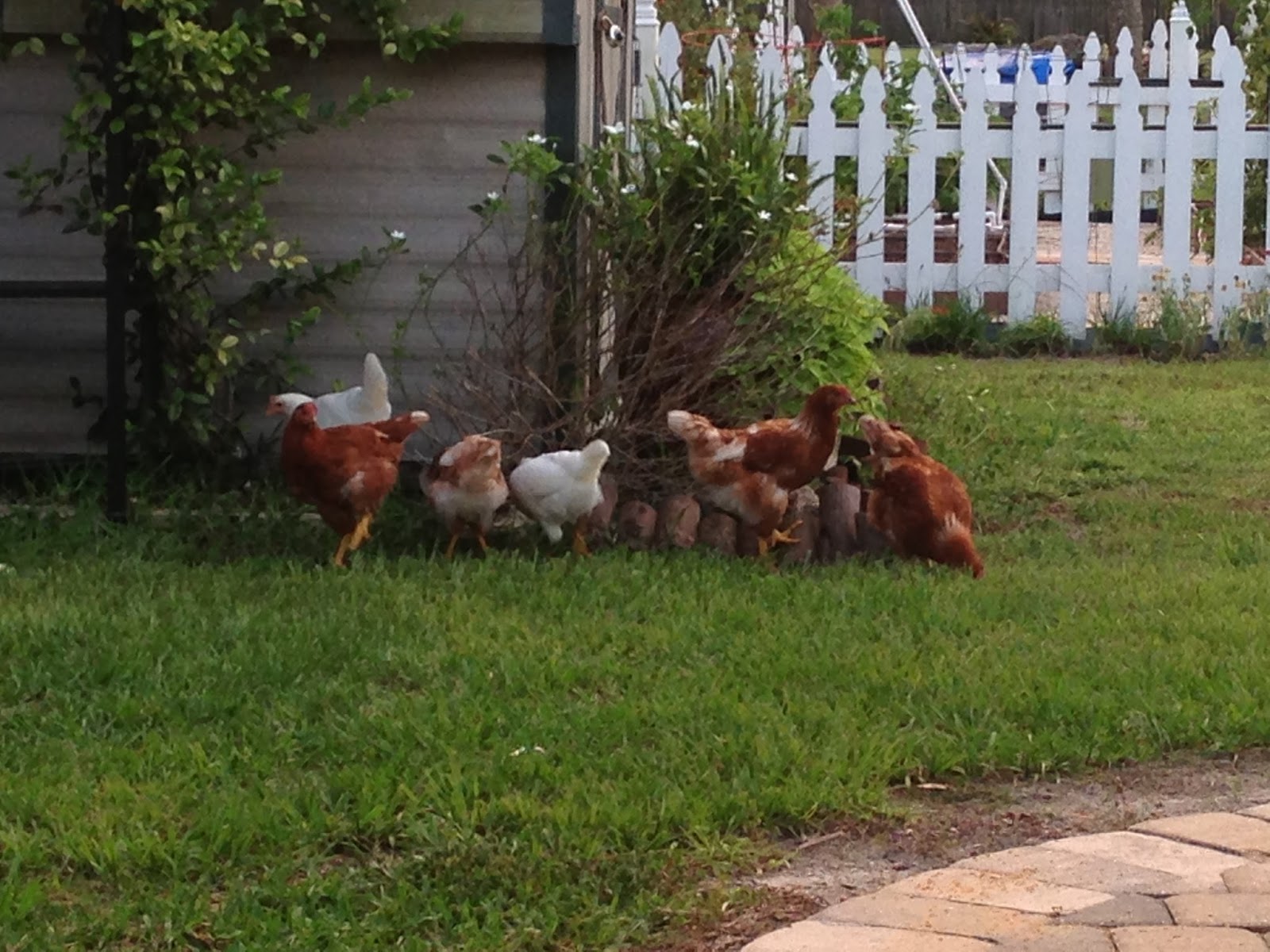 Vegetable Gardening in SW Florida: The Chickens Are Now On The Farm!