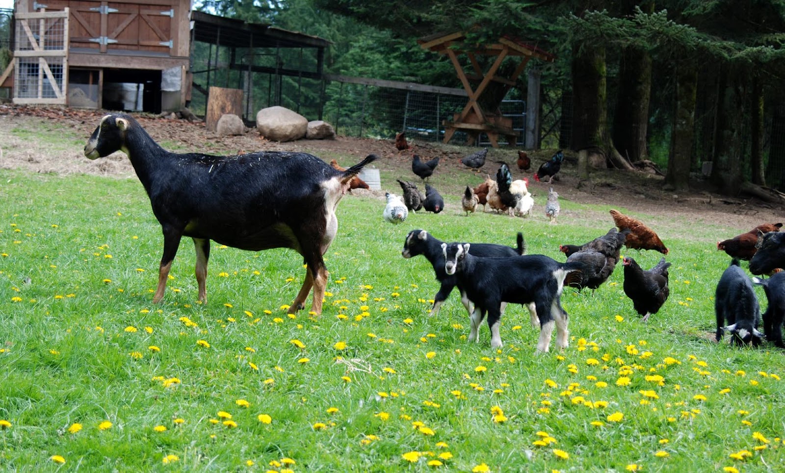 Applegarth Farm: The Spring Goat Menagerie