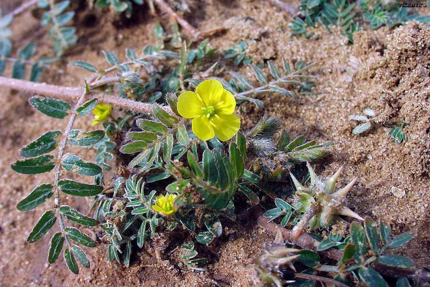 Las flores silvestres de Hormaza: Tribulus terrestris