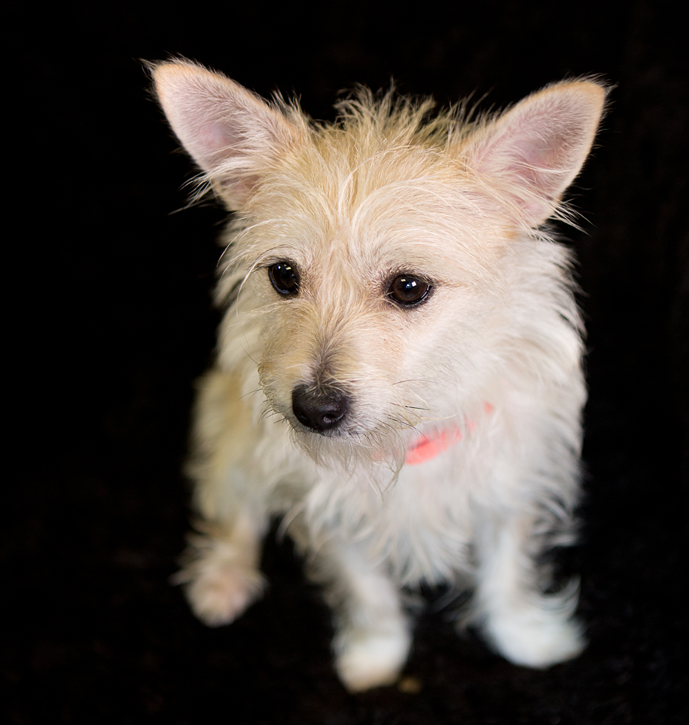 Shelter Dogs of Portland: "ANNIE" cute shaggy terrier