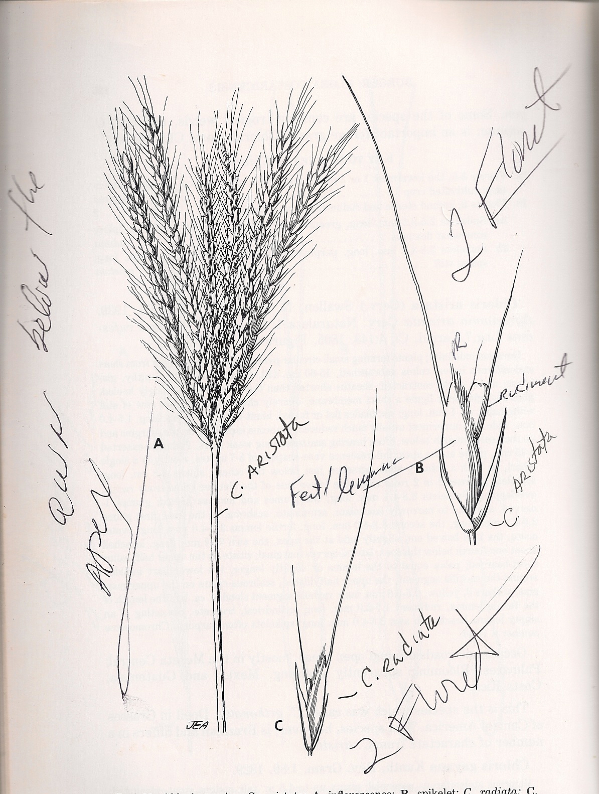 PLANT FAMILIES OF PUERTO RICO AND FLORIDA PAPO VIVES: POACEAE CHLORIDAE ...