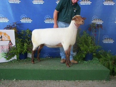 Little Hills Sheep Ranch: About The Tunis Sheep Breed