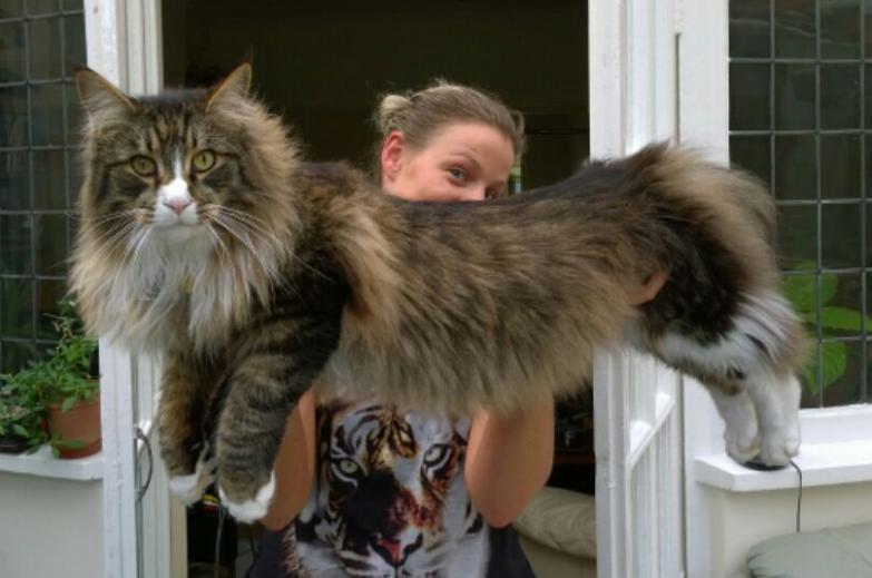Kelakuan kucing maine coon