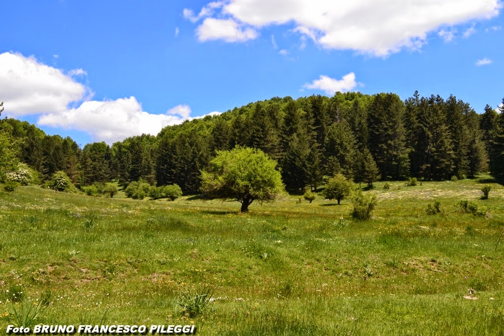 ABIES ALBA. Il diario di montagna di Bruno Francesco Pileggi: ALLA ...