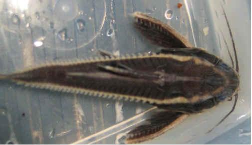 Fishes Images: Antenna codlet